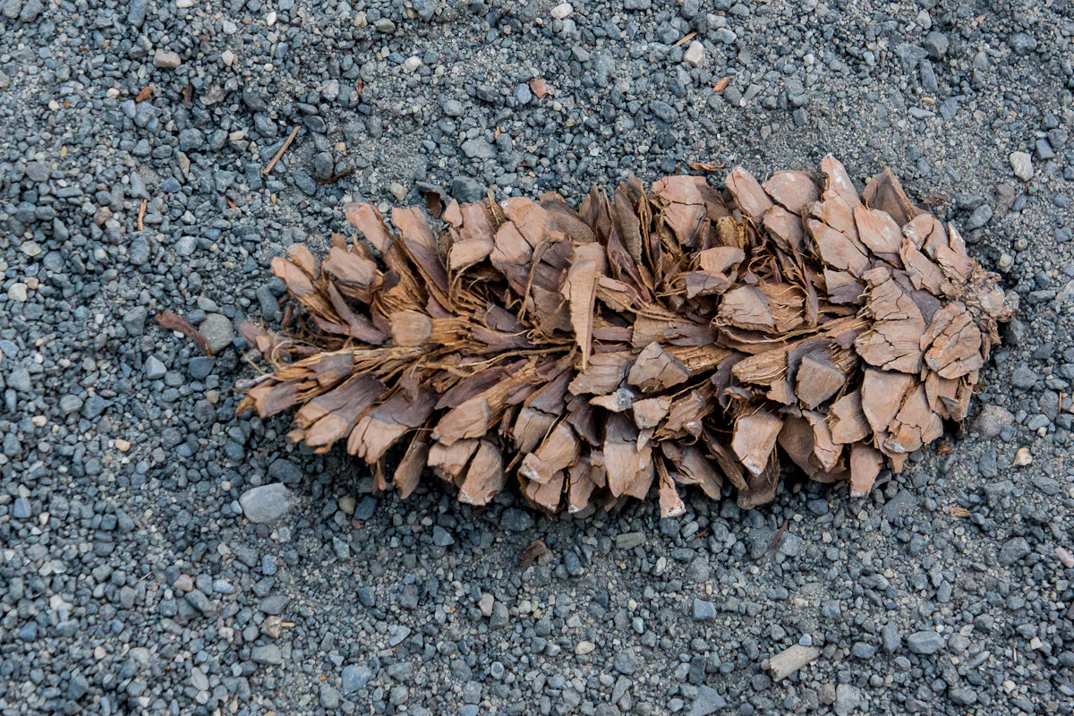 Crushed Pine Cone