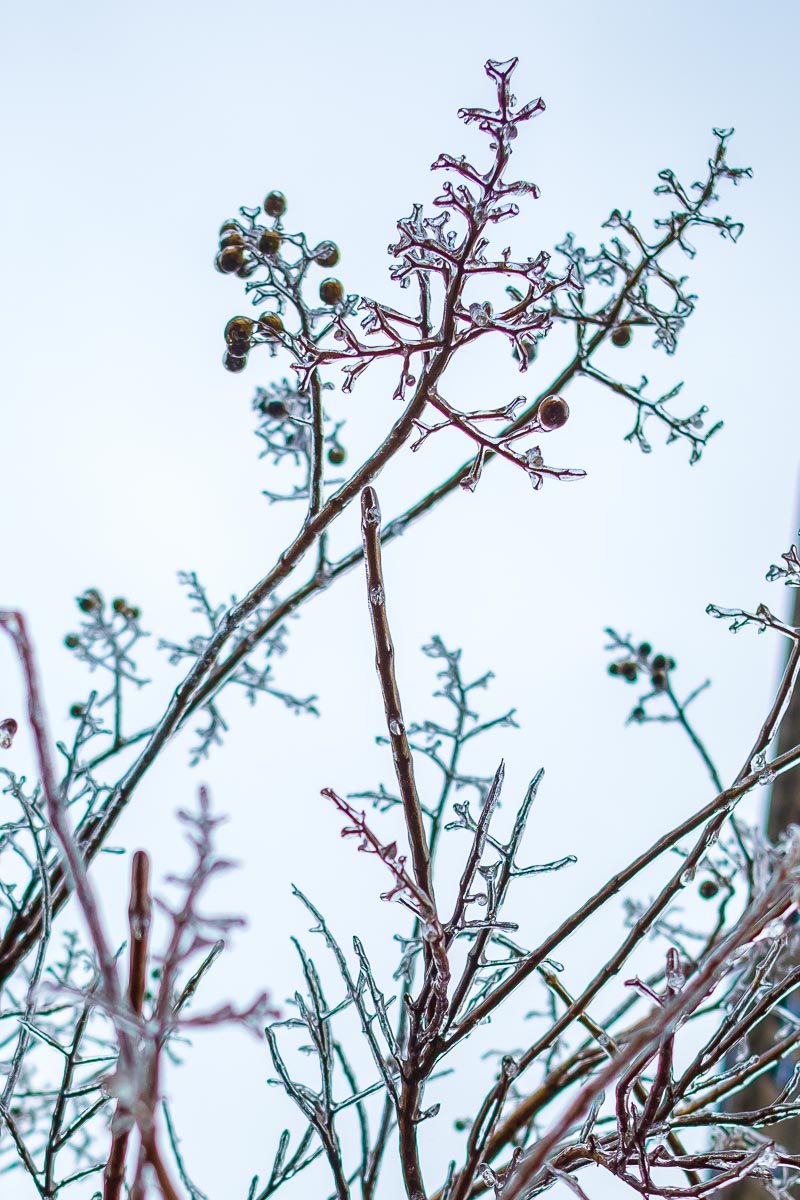 Iced Tree