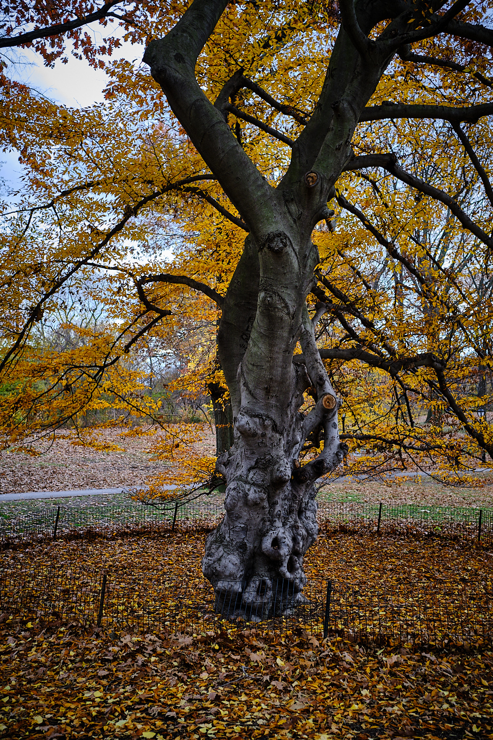 Some Autumn Tree Portraits