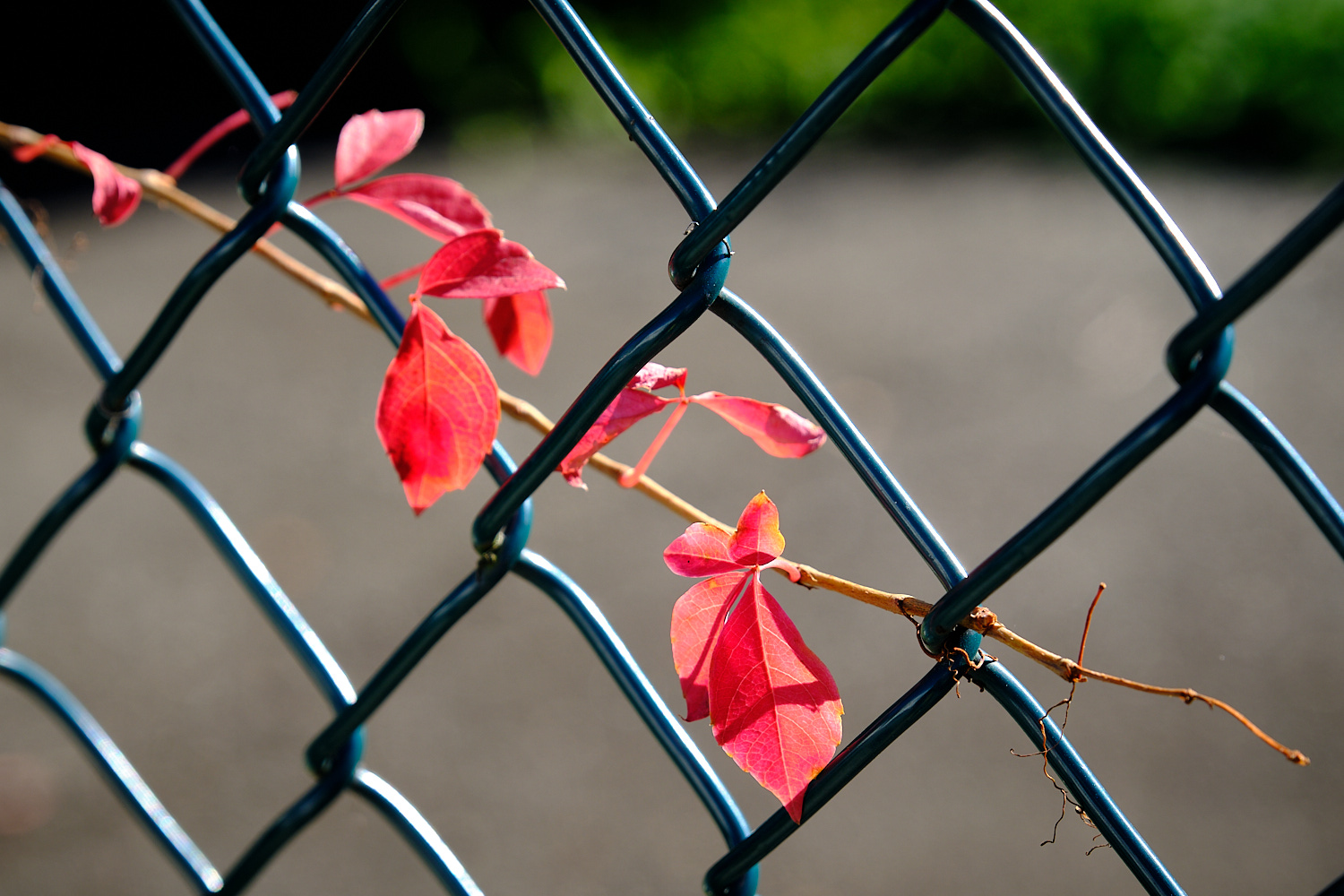 Autumn Fence