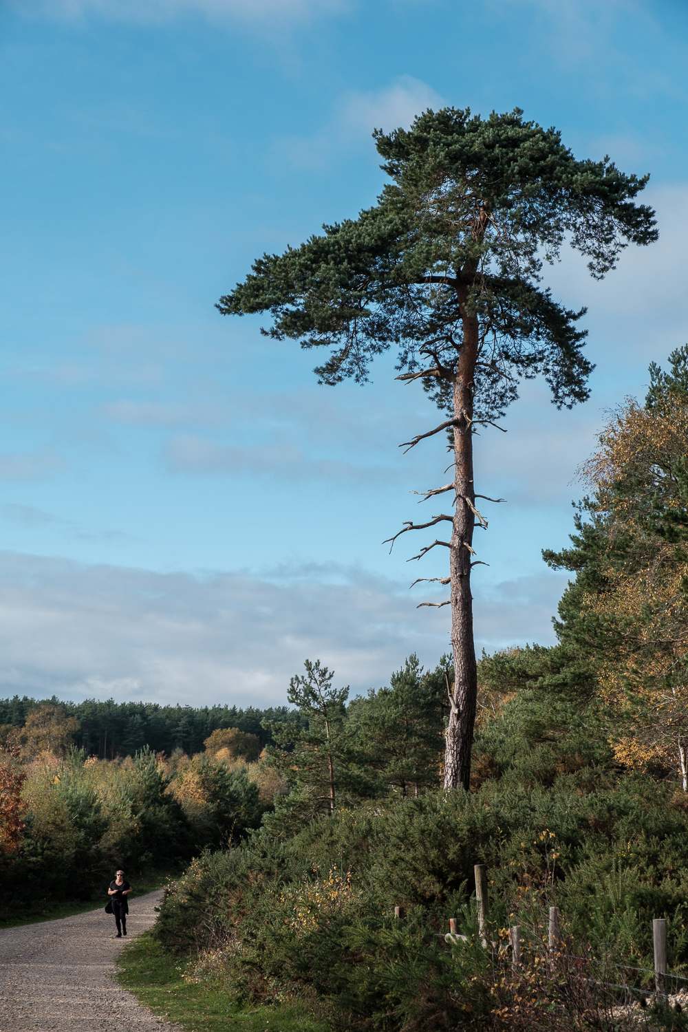 At Scale – obBLOGato