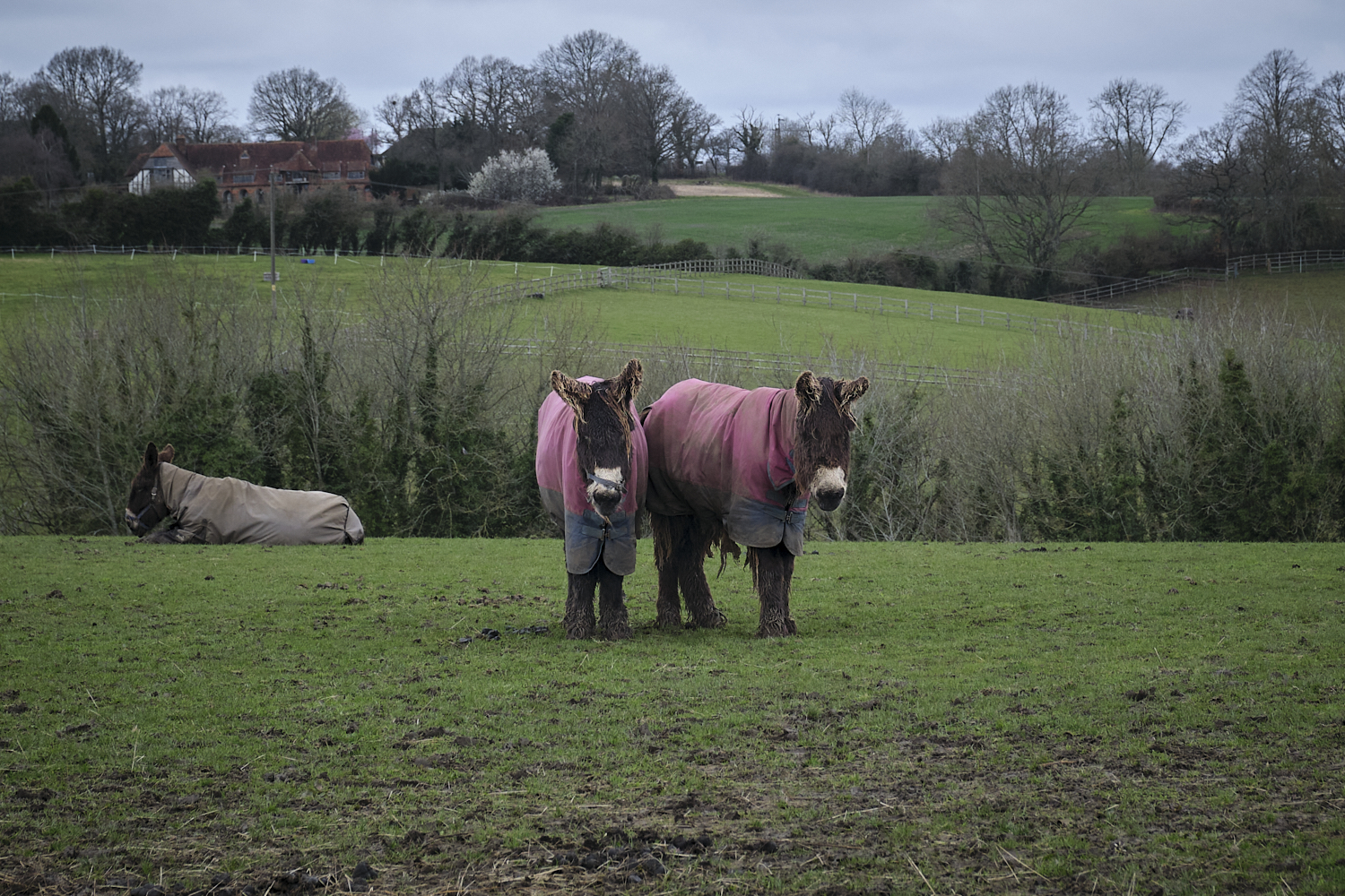 Siamese Donkeys?
