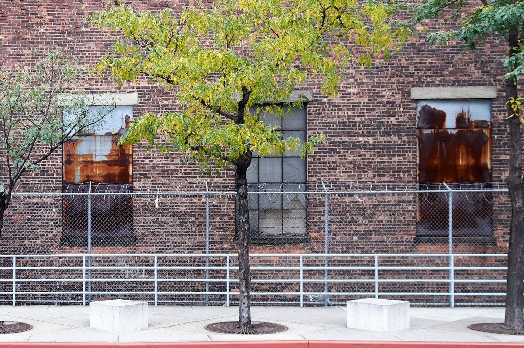 Urban Tree Portrait