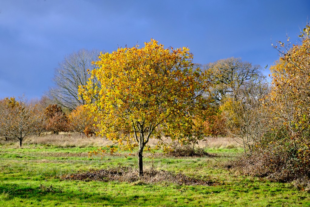 December Tree Portraits