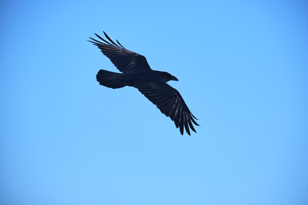 In there stepped a stately Raven