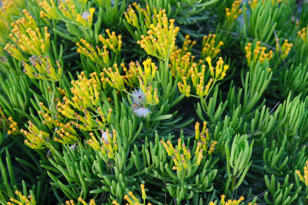 More Flora