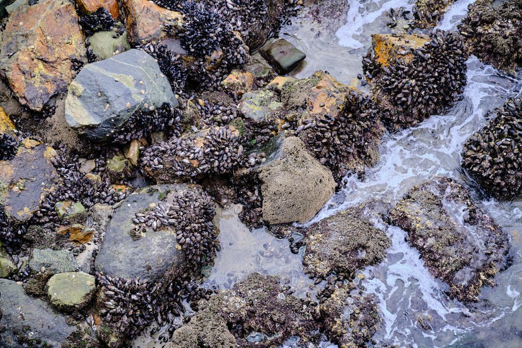 Mussel Beach